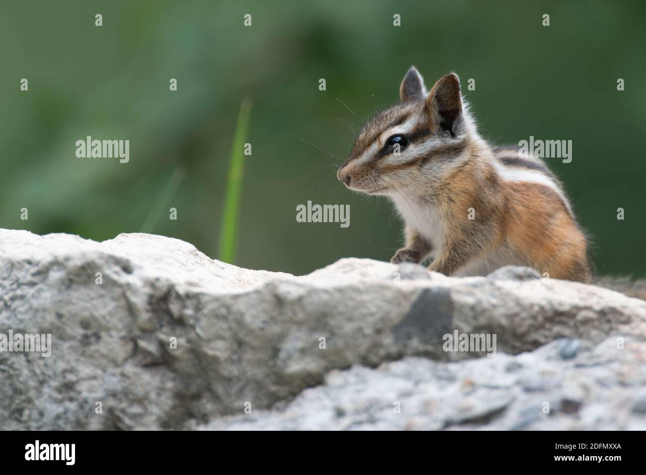 Least Chipmunk, Capulin Spring, Sandia Mountains, New Mexico, USA Stock ...