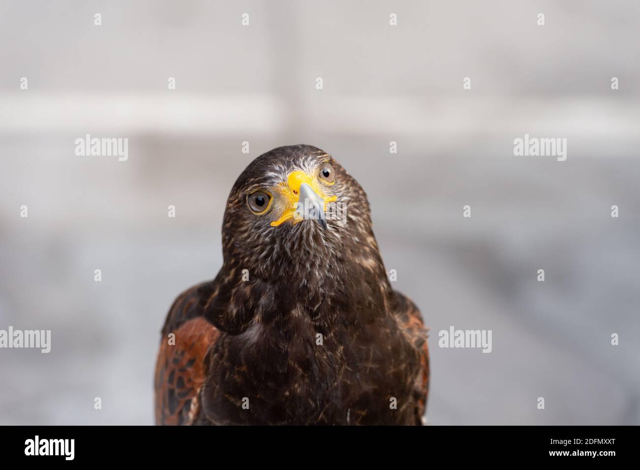 Closeup hawk face eye hi-res stock photography and images - Alamy