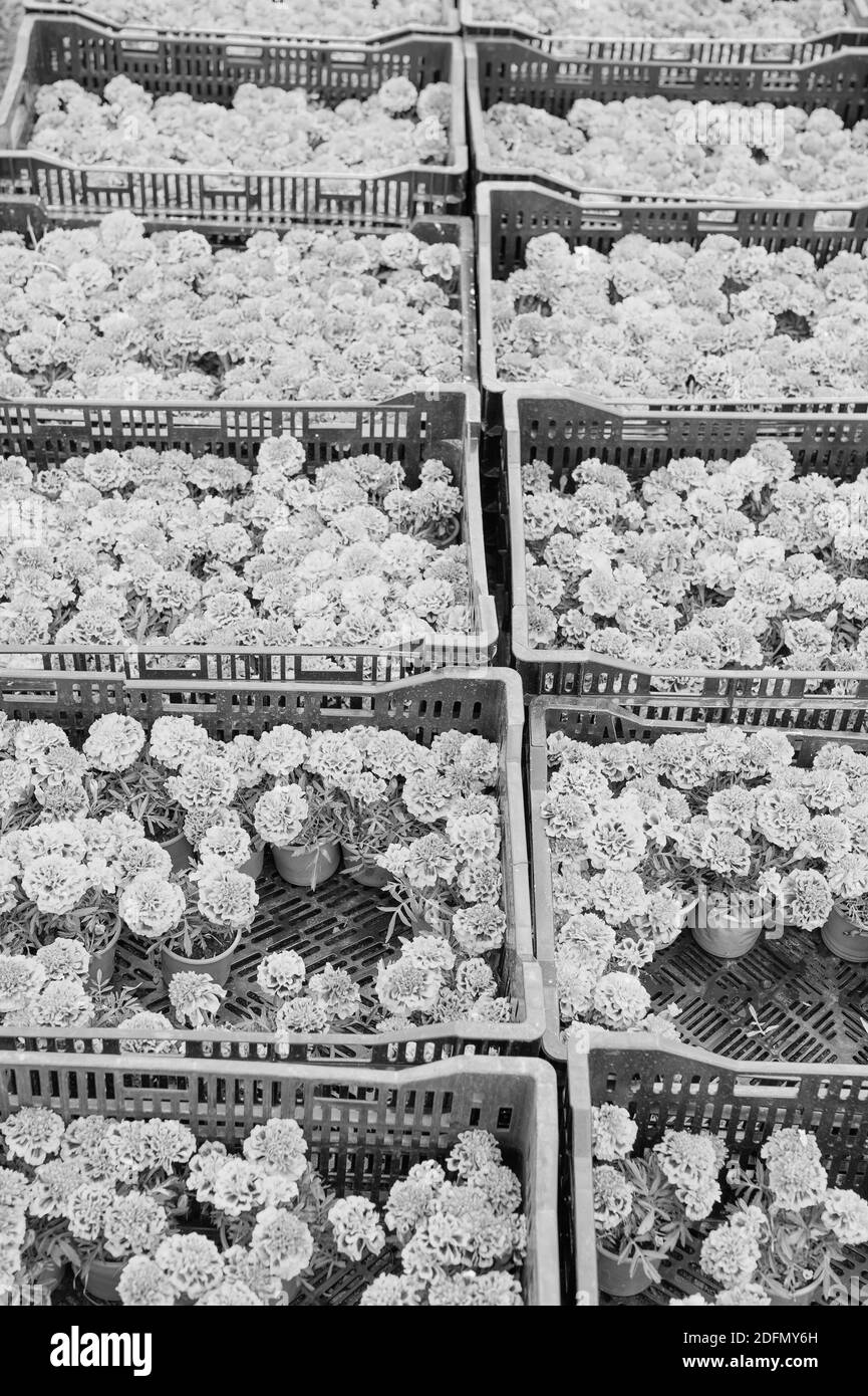 Commercial green farming Black and White Stock Photos & Images - Alamy