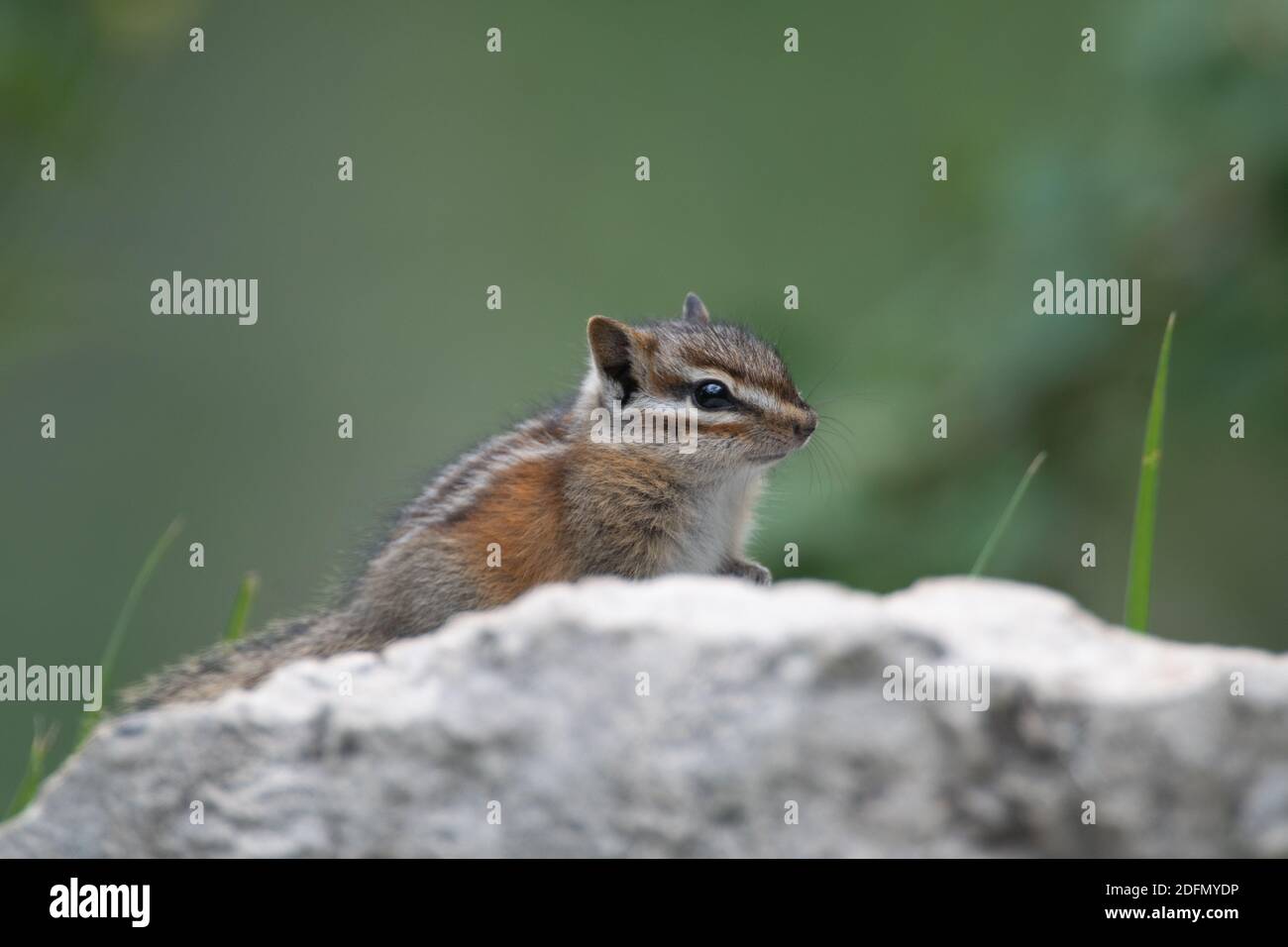 Least Chipmunk, Capulin Spring, Sandia Mountains, New Mexico, USA Stock ...