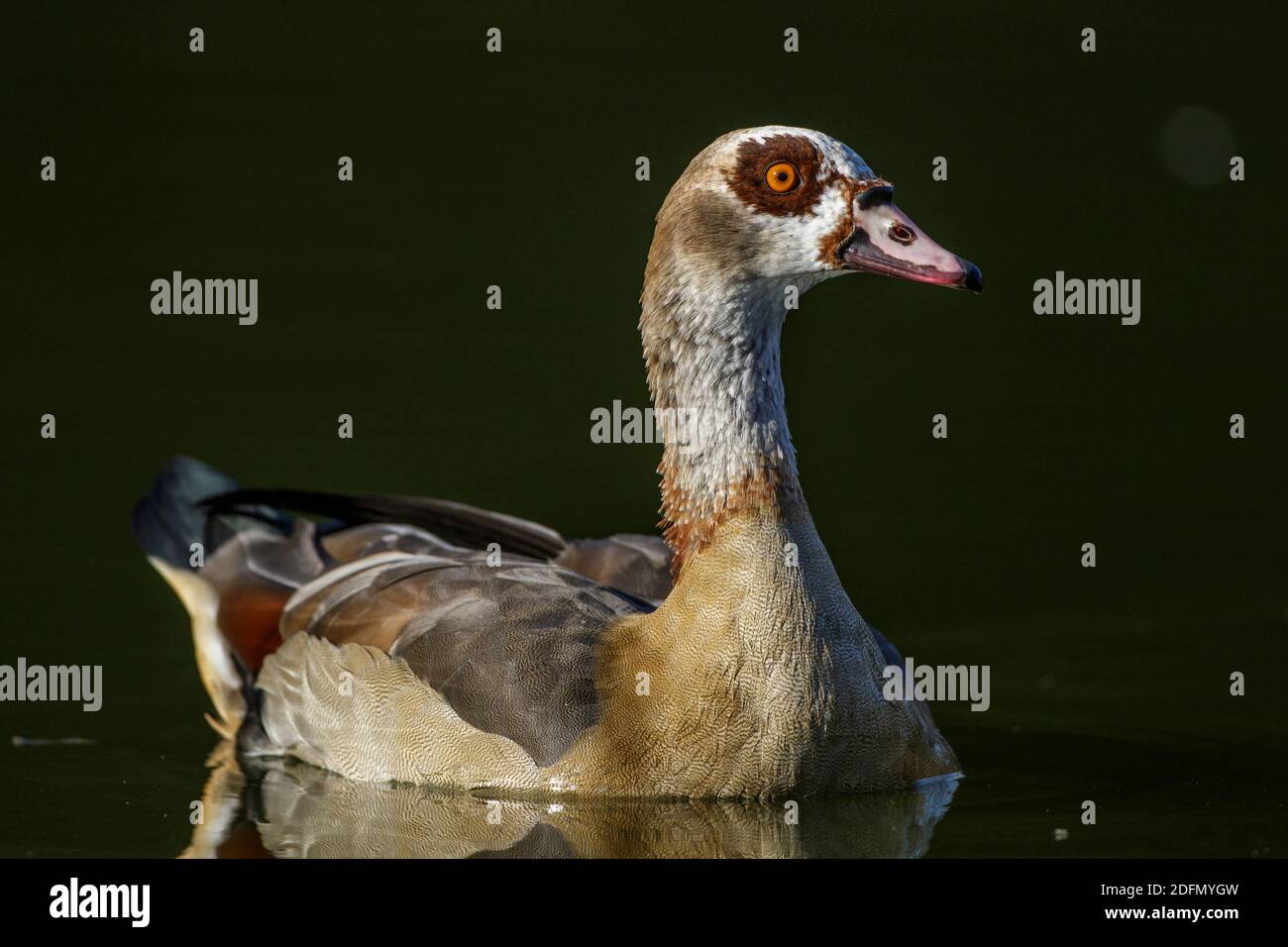 Nilgans (Alopochen aegyptiacus Stock Photo - Alamy