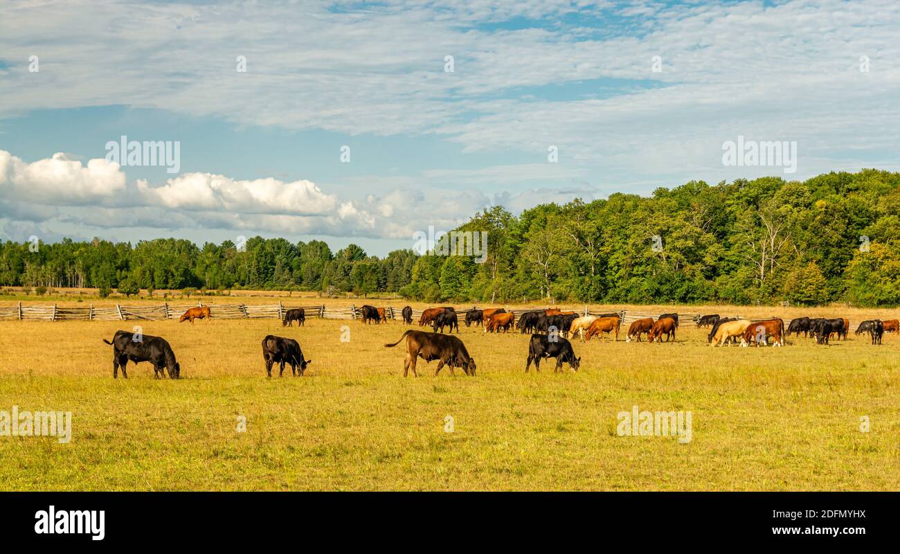 Cattle Farm field and cattle Ramara Ontario Canada Stock Photo - Alamy