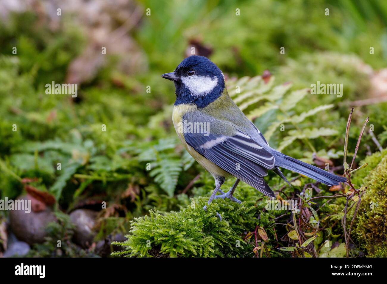 Adult parus major hi-res stock photography and images - Alamy