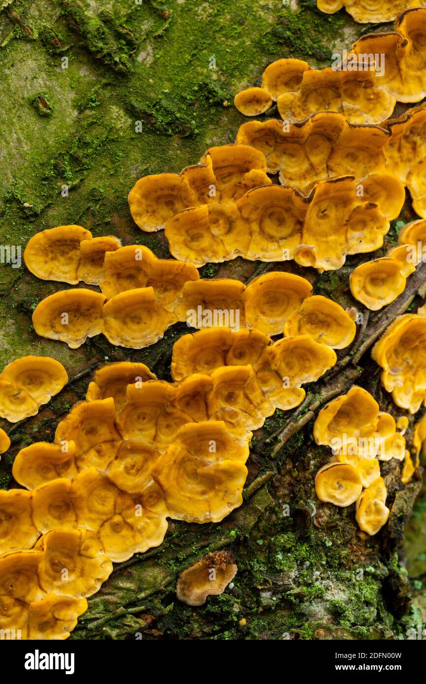 Yellow curtain crust fungus hi-res stock photography and images - Alamy