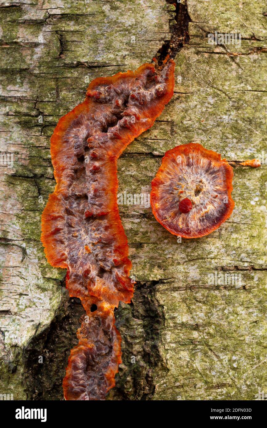 Phlebia radiata hi-res stock photography and images - Alamy
