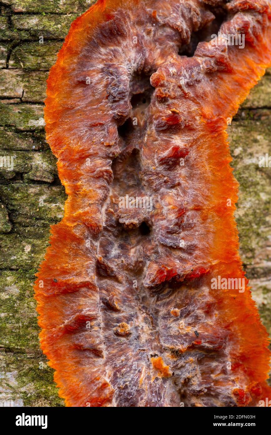 Phlebia radiata hi-res stock photography and images - Alamy