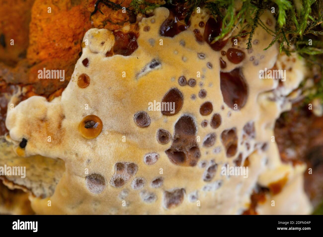 Alder bracket fungi inonotus radiatus hi-res stock photography and ...