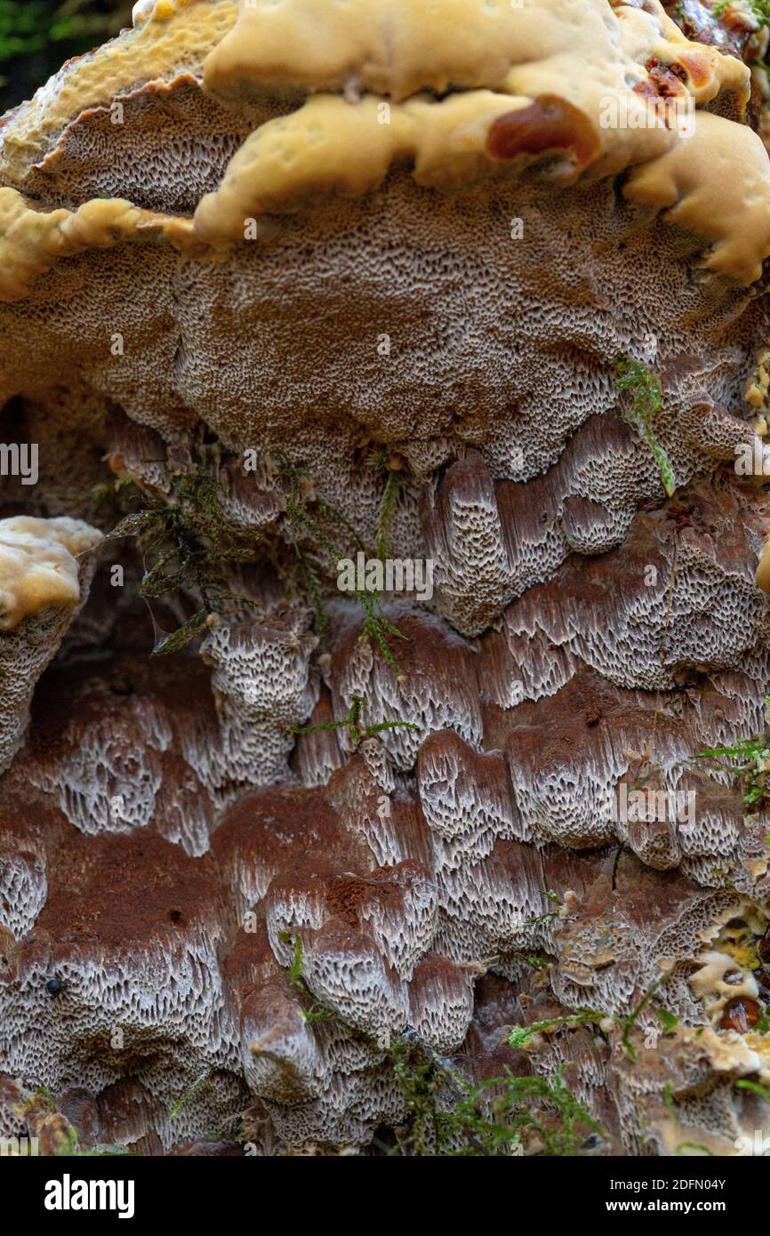 Inonotus radiatus hi-res stock photography and images - Alamy