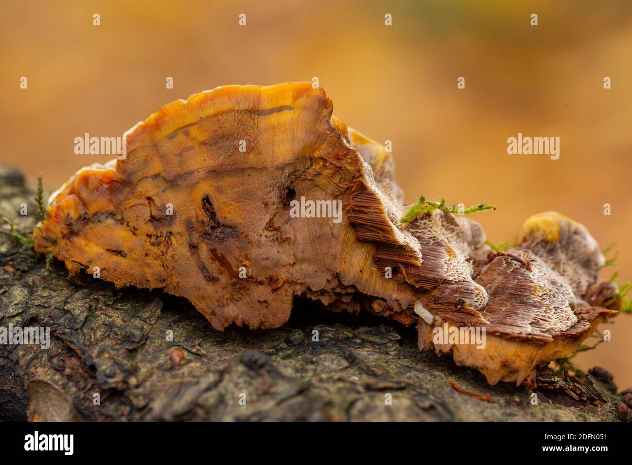 Cross section of Inonotus radiatus Stock Photo - Alamy