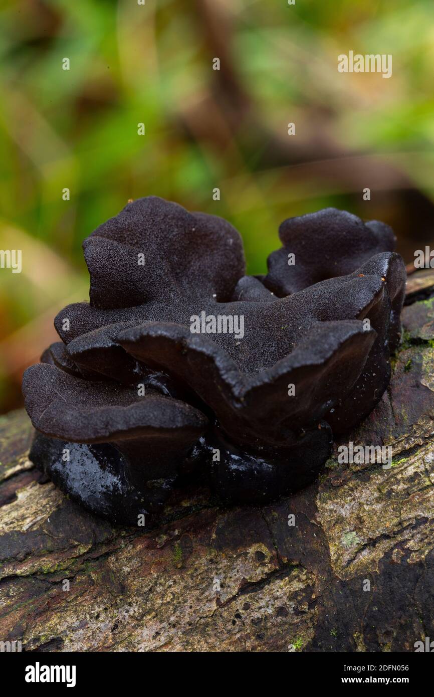 Exidia glandulosa fungi hi-res stock photography and images - Alamy