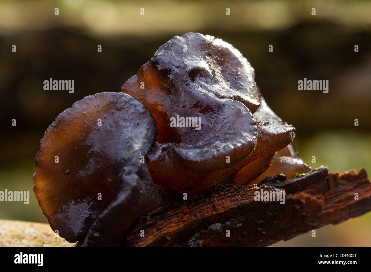 Exidia hi-res stock photography and images - Alamy