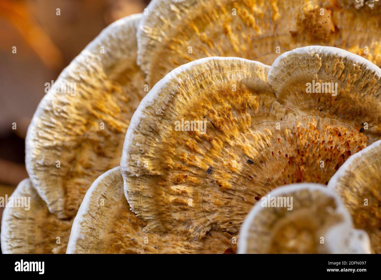 Blushing bracket fungus daedaleopsis confragosa hi-res stock ...
