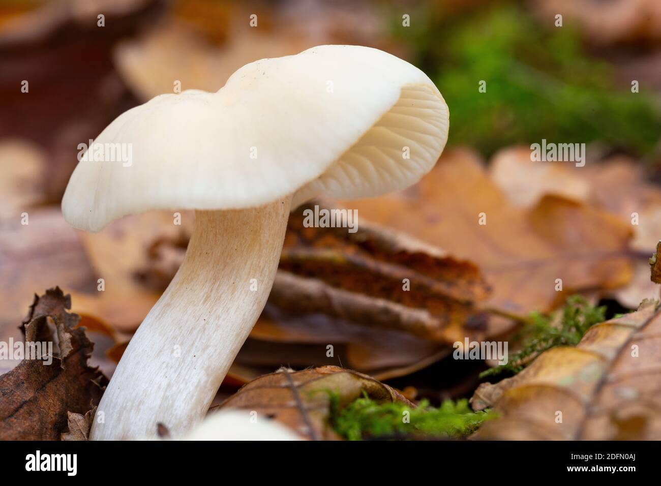 Cuphophyllus virgineus hi-res stock photography and images - Alamy