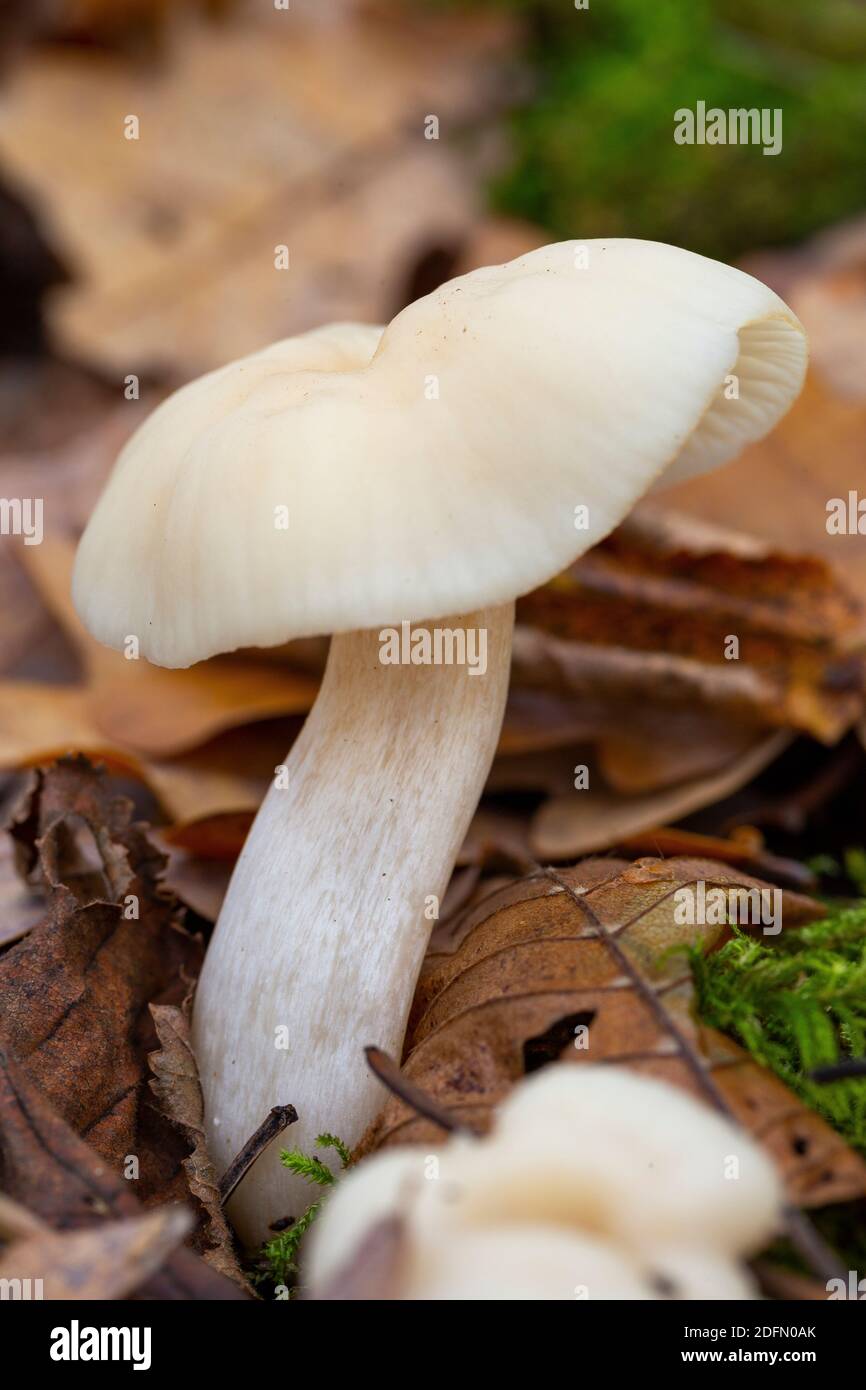 Cuphophyllus virgineus hi-res stock photography and images - Alamy