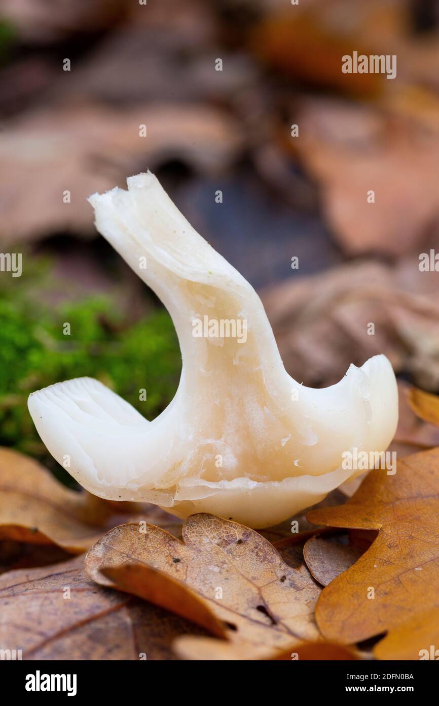 Cross section of Cuphophyllus virgineus Stock Photo - Alamy