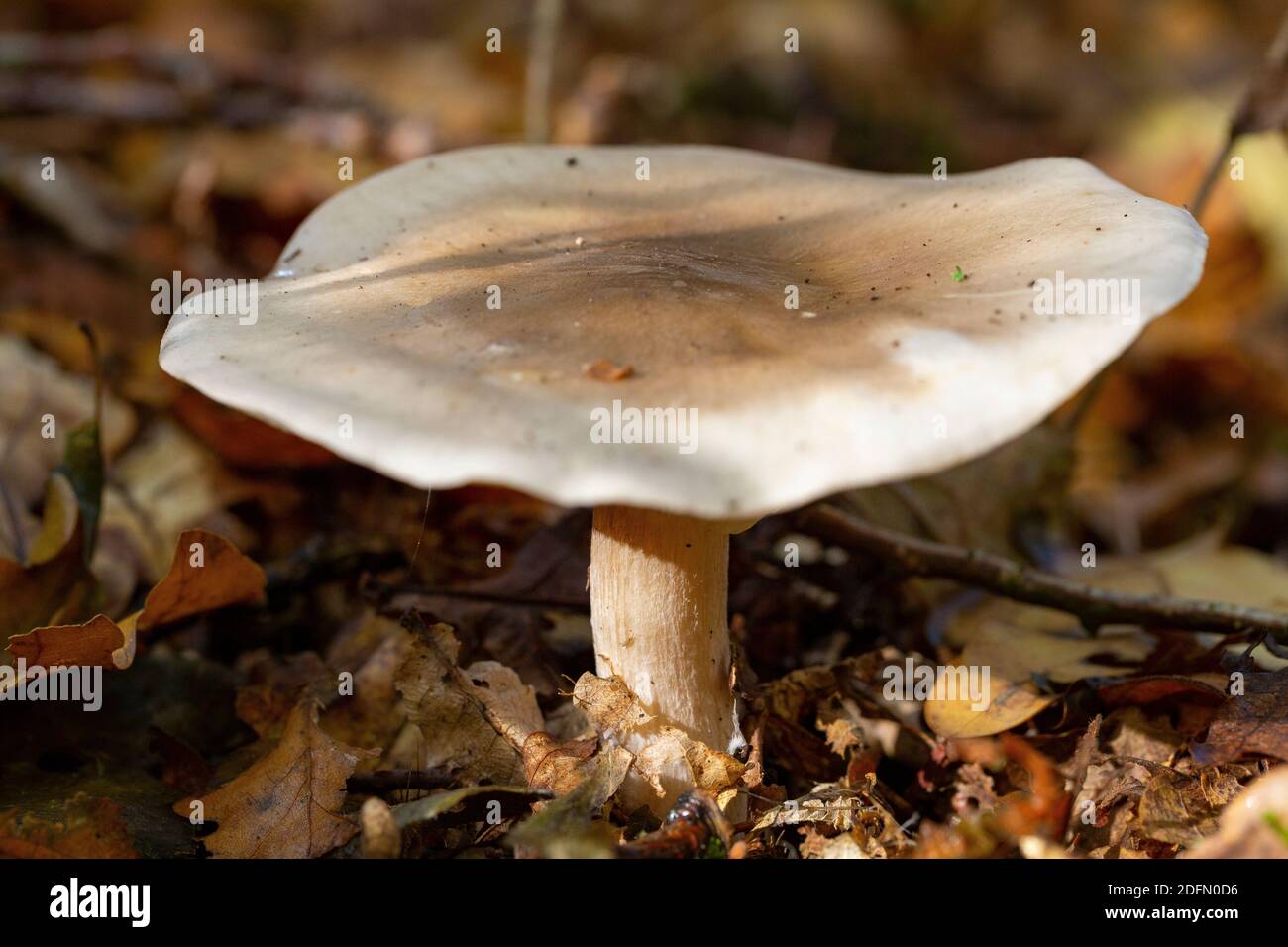 White clitocybe hi-res stock photography and images - Alamy