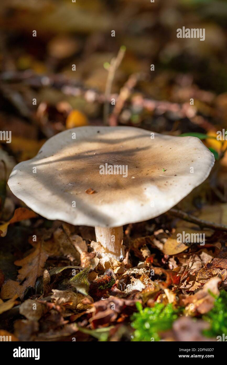 Clouded agaric cloud funnel clitocybe hi-res stock photography and ...