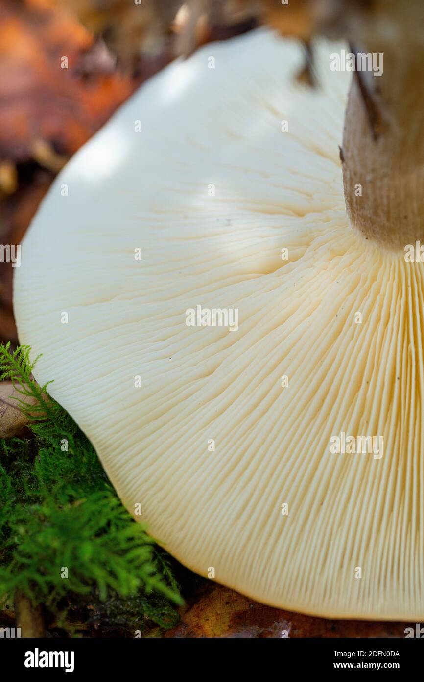 Gills of Clitocybe nebularis Stock Photo - Alamy