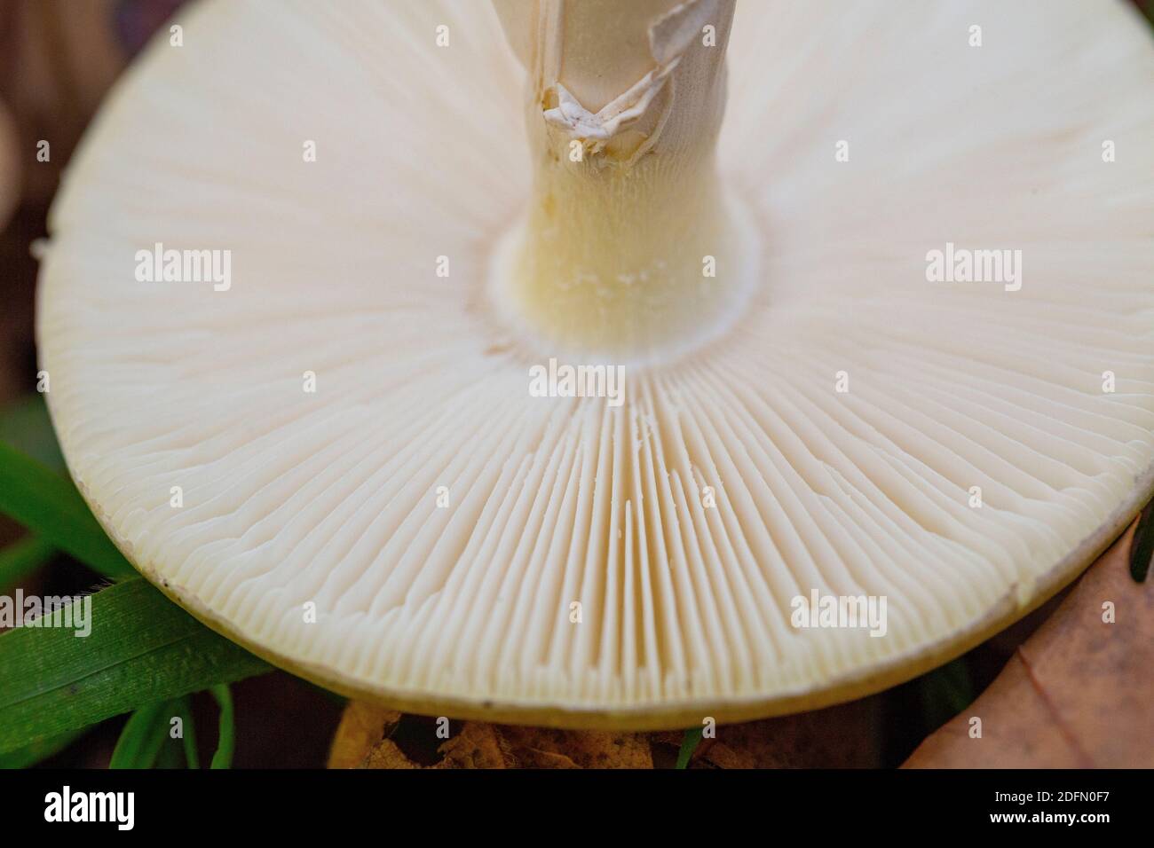 Amanita Phalloides Microscope