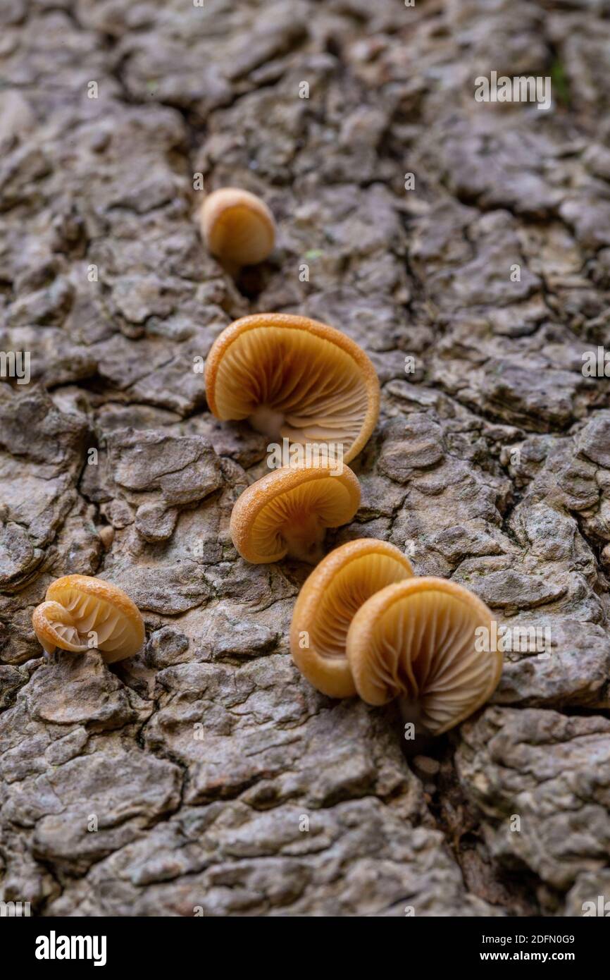 Crepidotus hi-res stock photography and images - Alamy