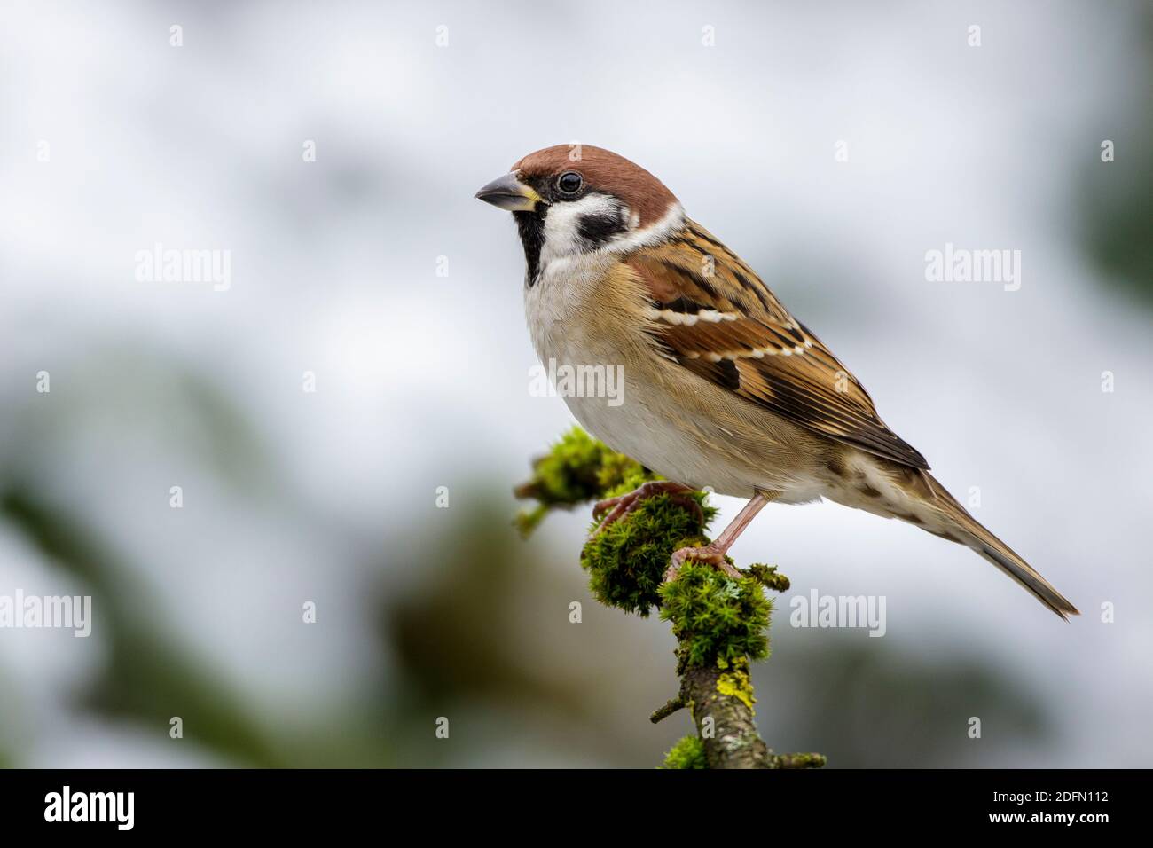 Passer montanus spatz hi-res stock photography and images - Alamy