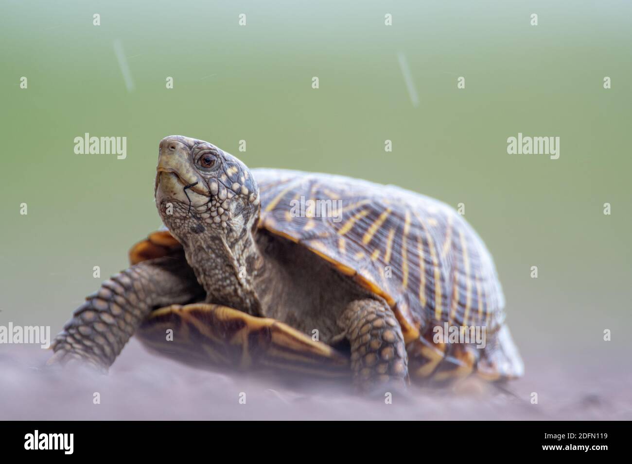 Female Desert Box Turtle, (Terrepene ornate luteola), Bosque del Apache ...