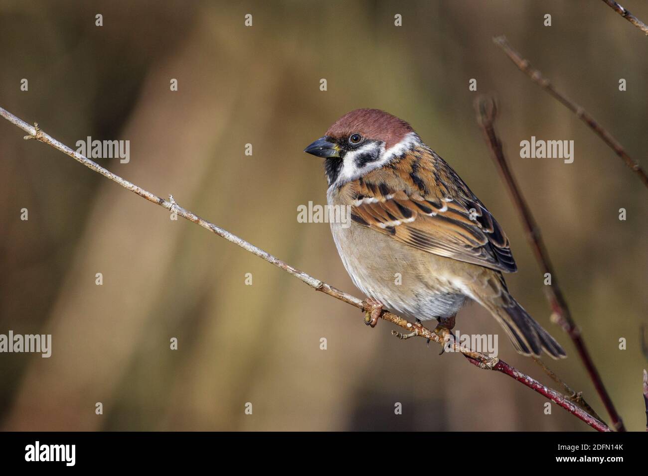 Passer montanus spatz hi-res stock photography and images - Alamy
