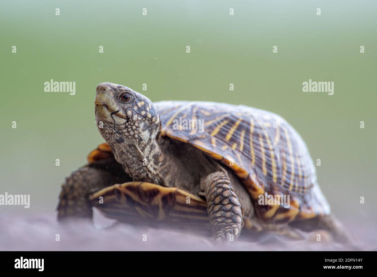 Female Desert Box Turtle, (Terrepene ornate luteola), Bosque del Apache ...