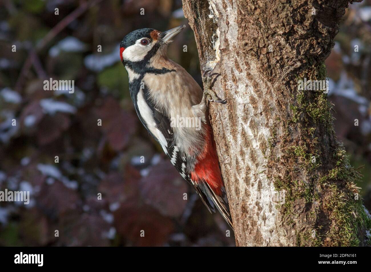 Buntspecht (Dendrocopos major) Männchen Stock Photo - Alamy