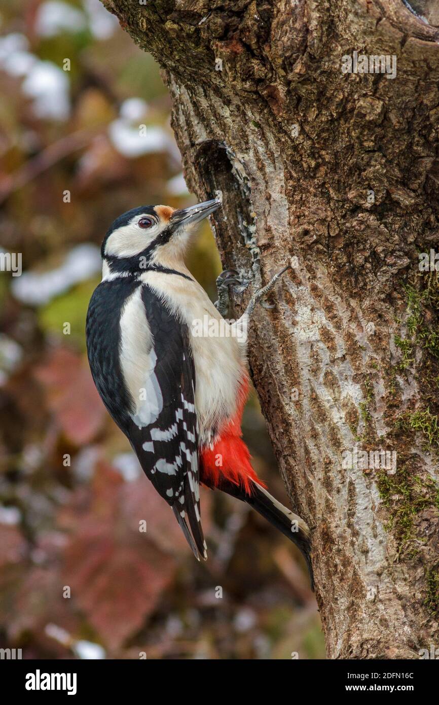 Buntspechte hi-res stock photography and images - Alamy