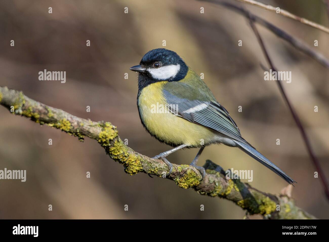 Adult parus major hi-res stock photography and images - Alamy