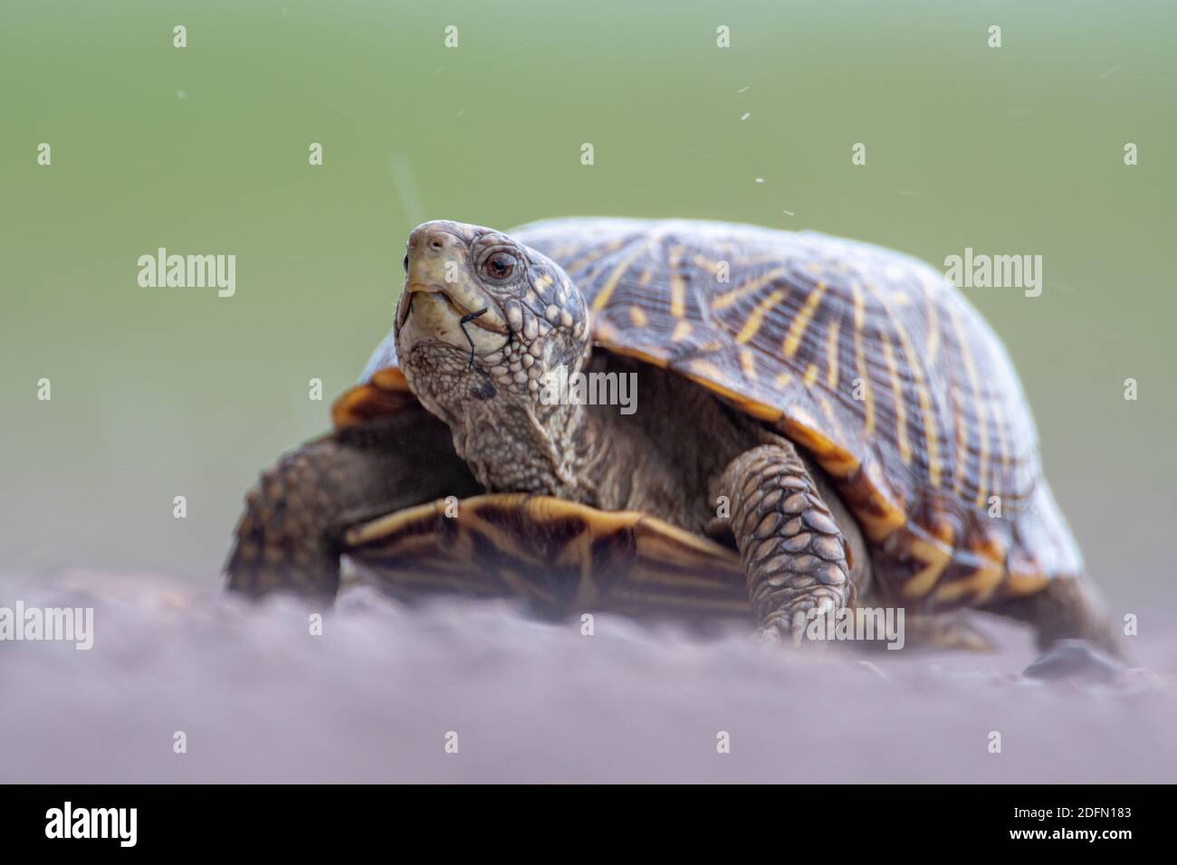 Female Desert Box Turtle, (Terrepene ornate luteola), Bosque del Apache ...