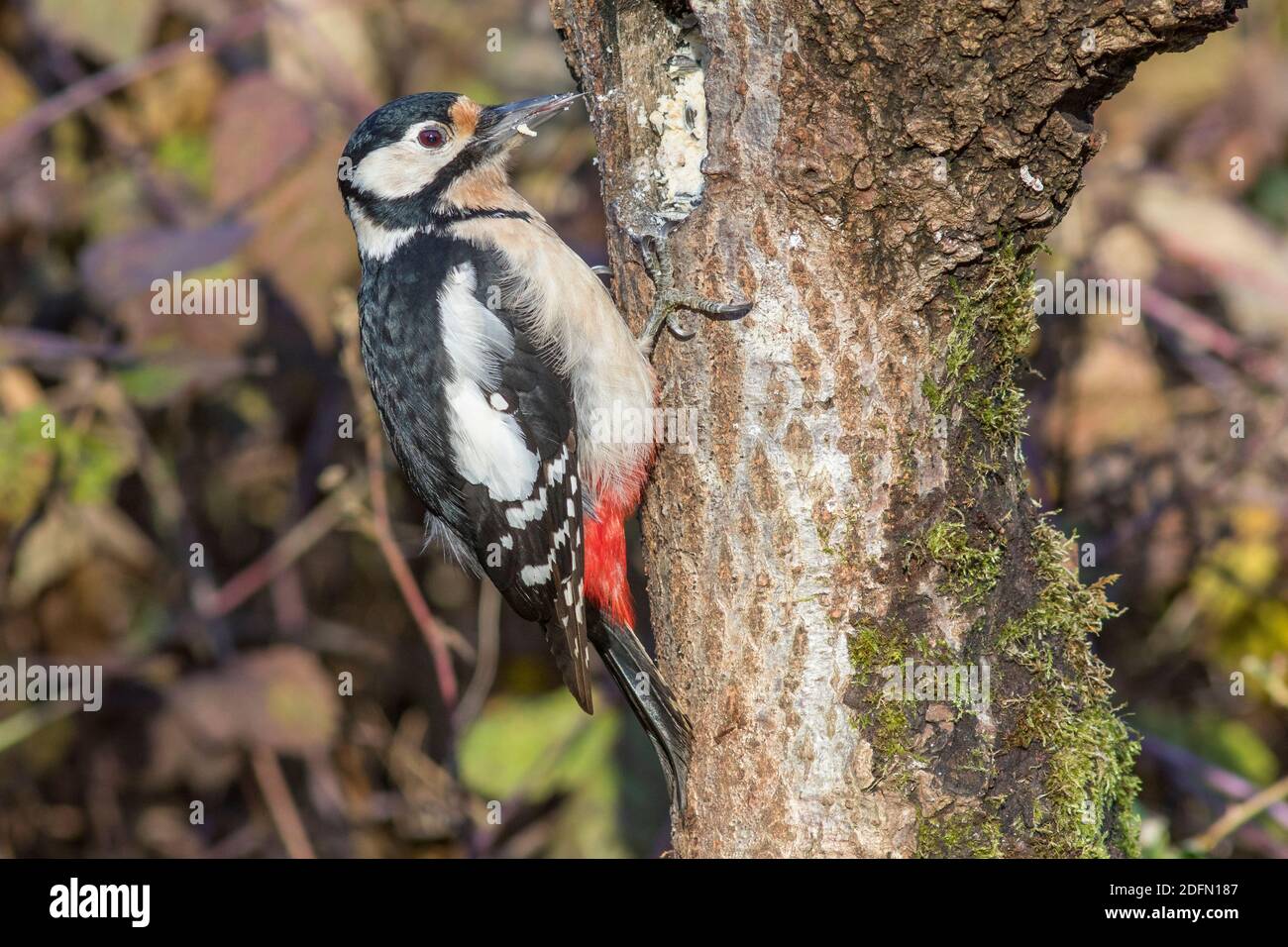 Buntspechte hi-res stock photography and images - Alamy