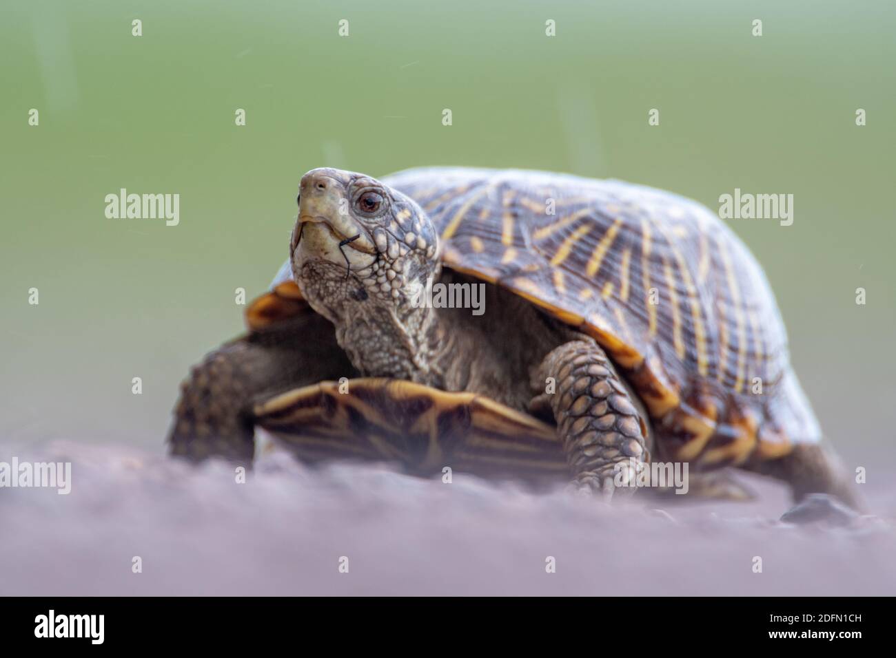 Female Desert Box Turtle, (Terrepene ornate luteola), Bosque del Apache ...