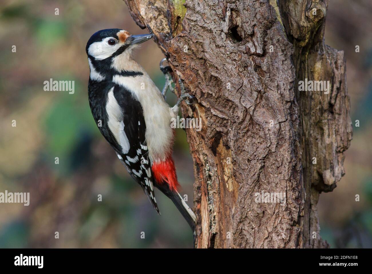 Buntspechte hi-res stock photography and images - Alamy