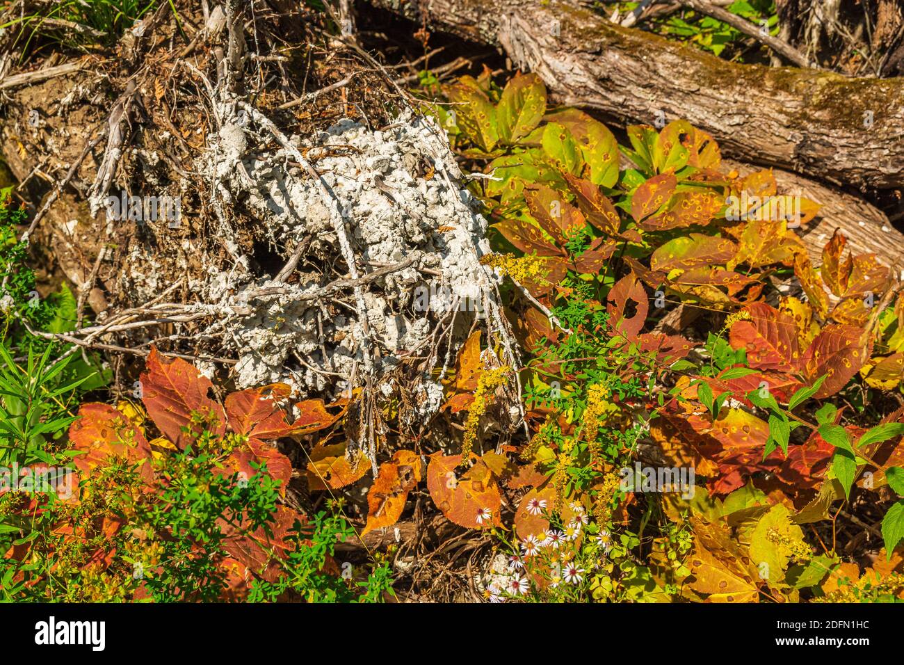Ritchie falls hi-res stock photography and images - Alamy