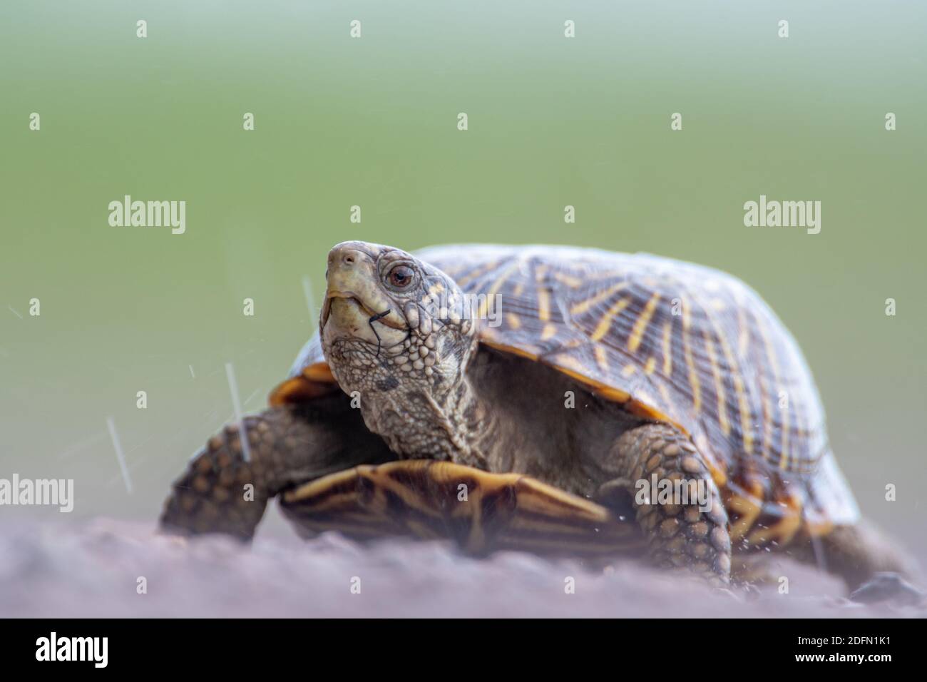 Female Desert Box Turtle, (Terrepene ornate luteola), Bosque del Apache ...