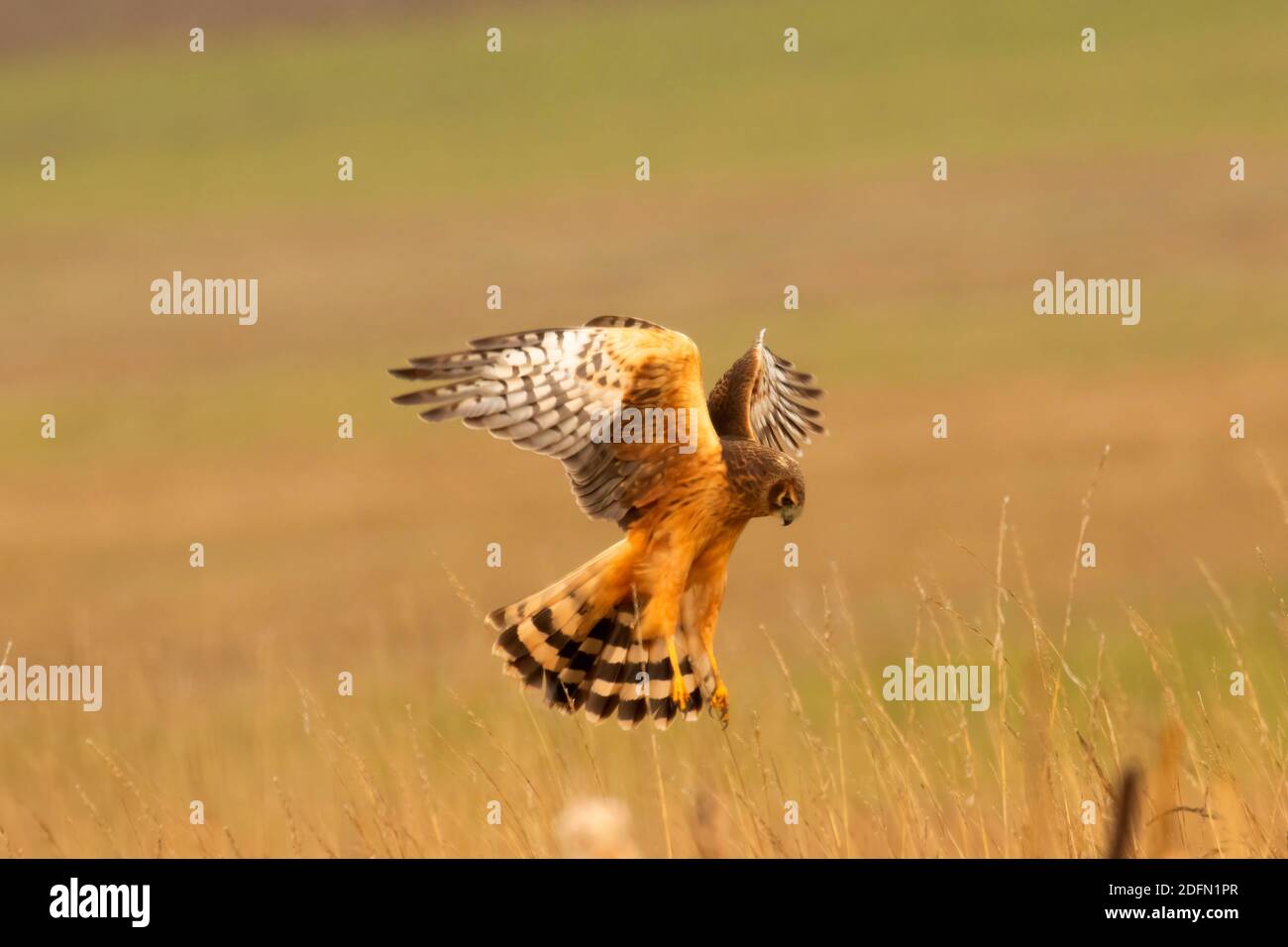 Northern harrier (Circus hudsonius) in flight, William Finley National ...