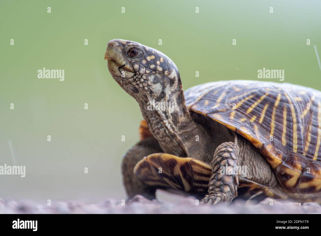 Female Desert Box Turtle, (Terrepene ornate luteola), Bosque del Apache ...