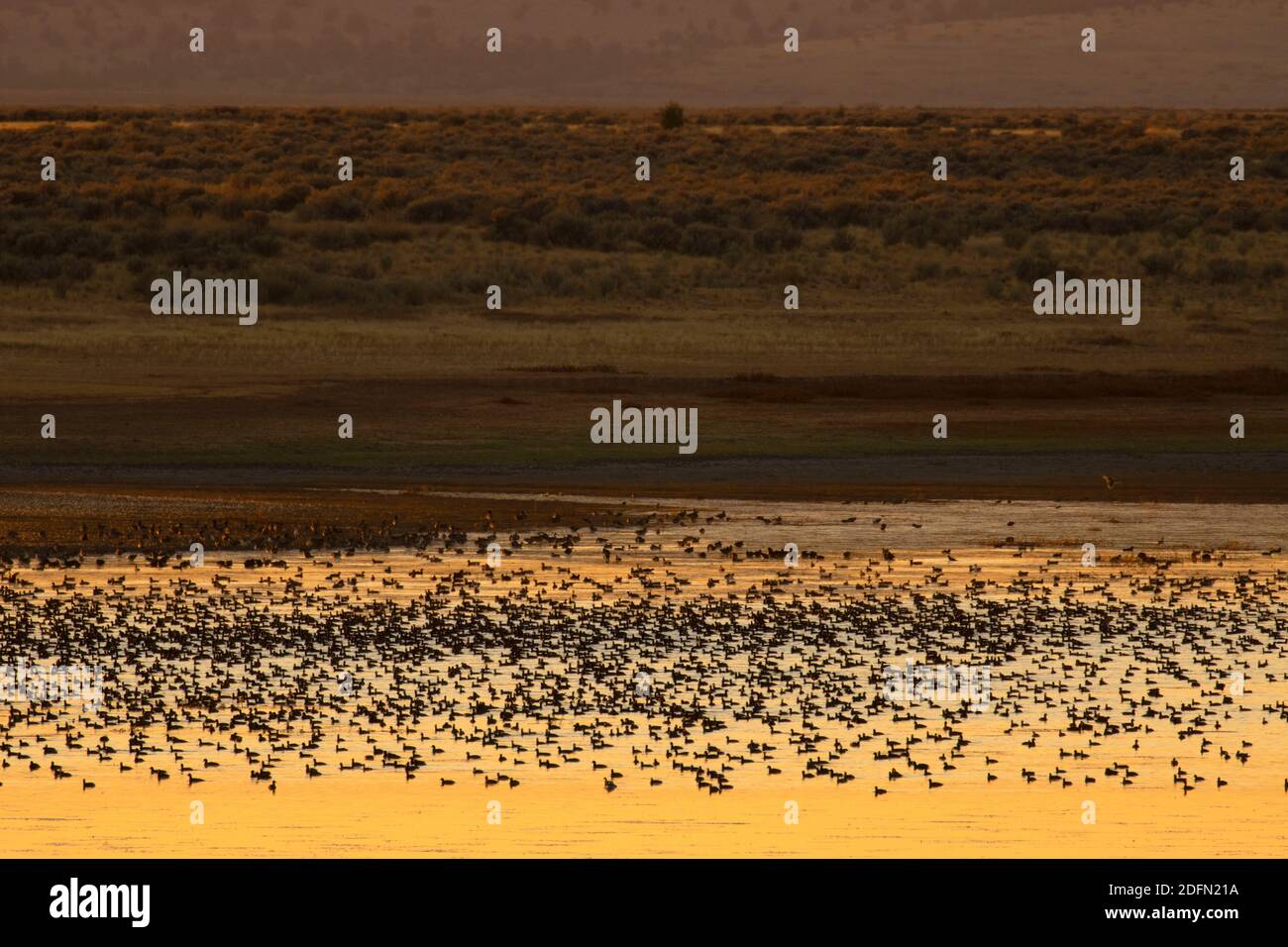 Duck flock silhouette, Chickahominy Reservoir Recreation Site, Burns ...