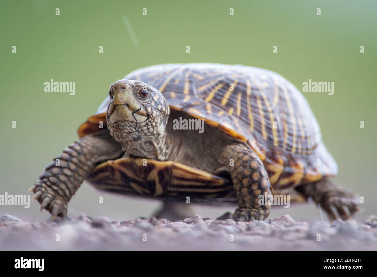 Female Desert Box Turtle, (Terrepene ornate luteola), Bosque del Apache ...