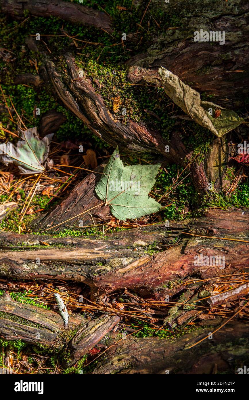 Ritchie falls hi-res stock photography and images - Alamy