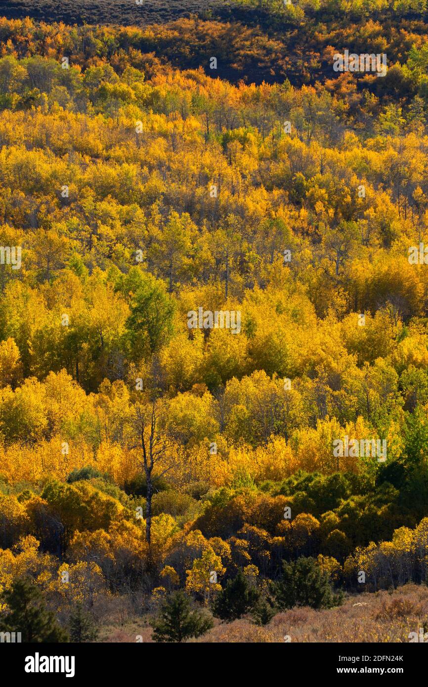 Quaking aspen mountain hi-res stock photography and images - Alamy