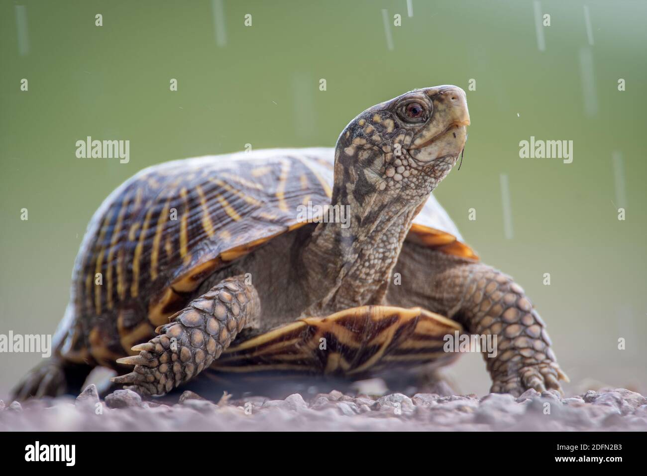 Female Desert Box Turtle, (Terrepene ornate luteola), Bosque del Apache ...