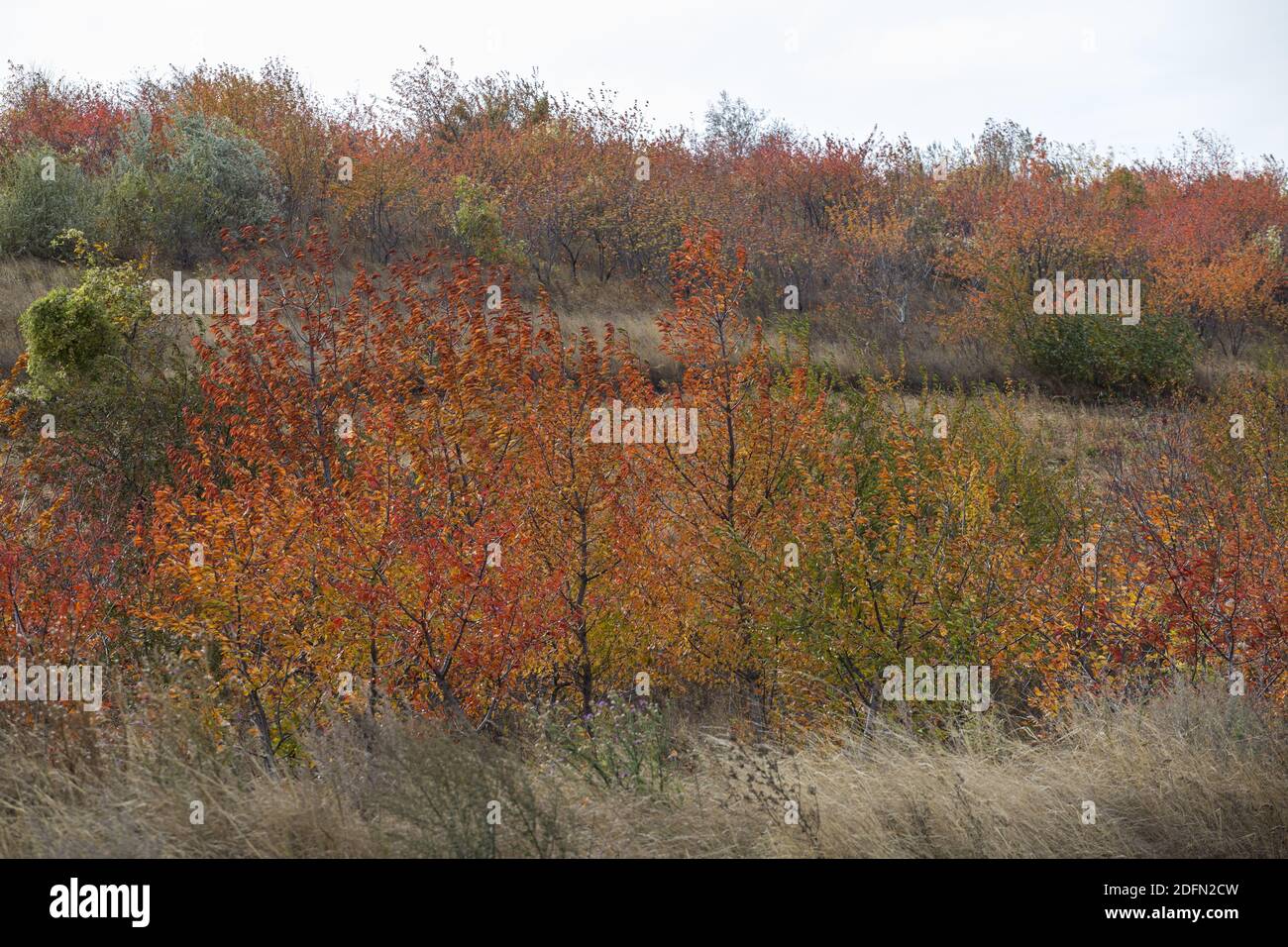 A beautiful shot of discolored leaf of the tree during the autumn ...