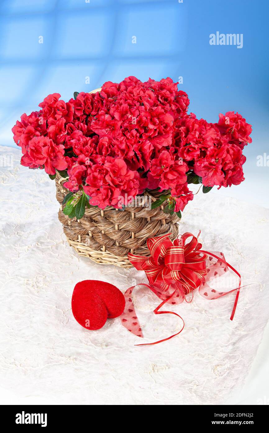 Bouquet of red roses on a studio background Stock Photo - Alamy
