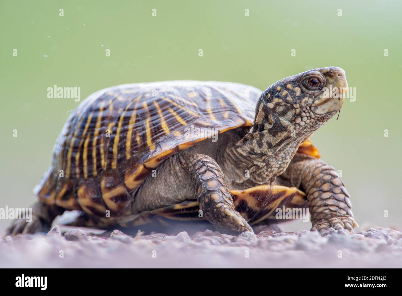 Female Desert Box Turtle, (Terrepene ornate luteola), Bosque del Apache ...