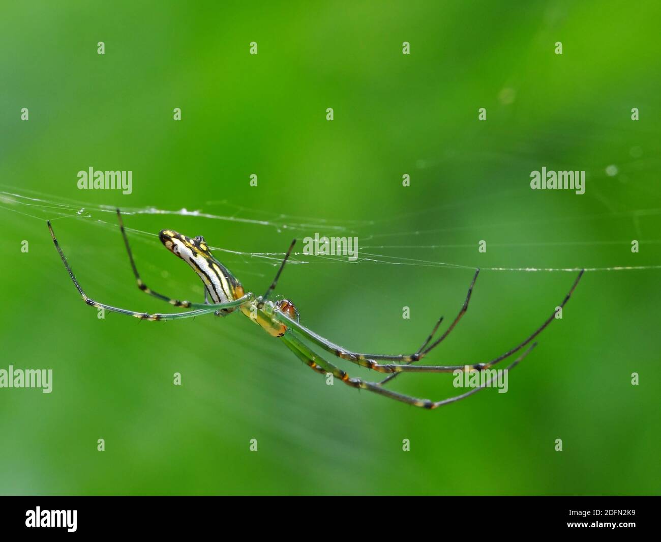 A spider is hunting food Stock Photo - Alamy