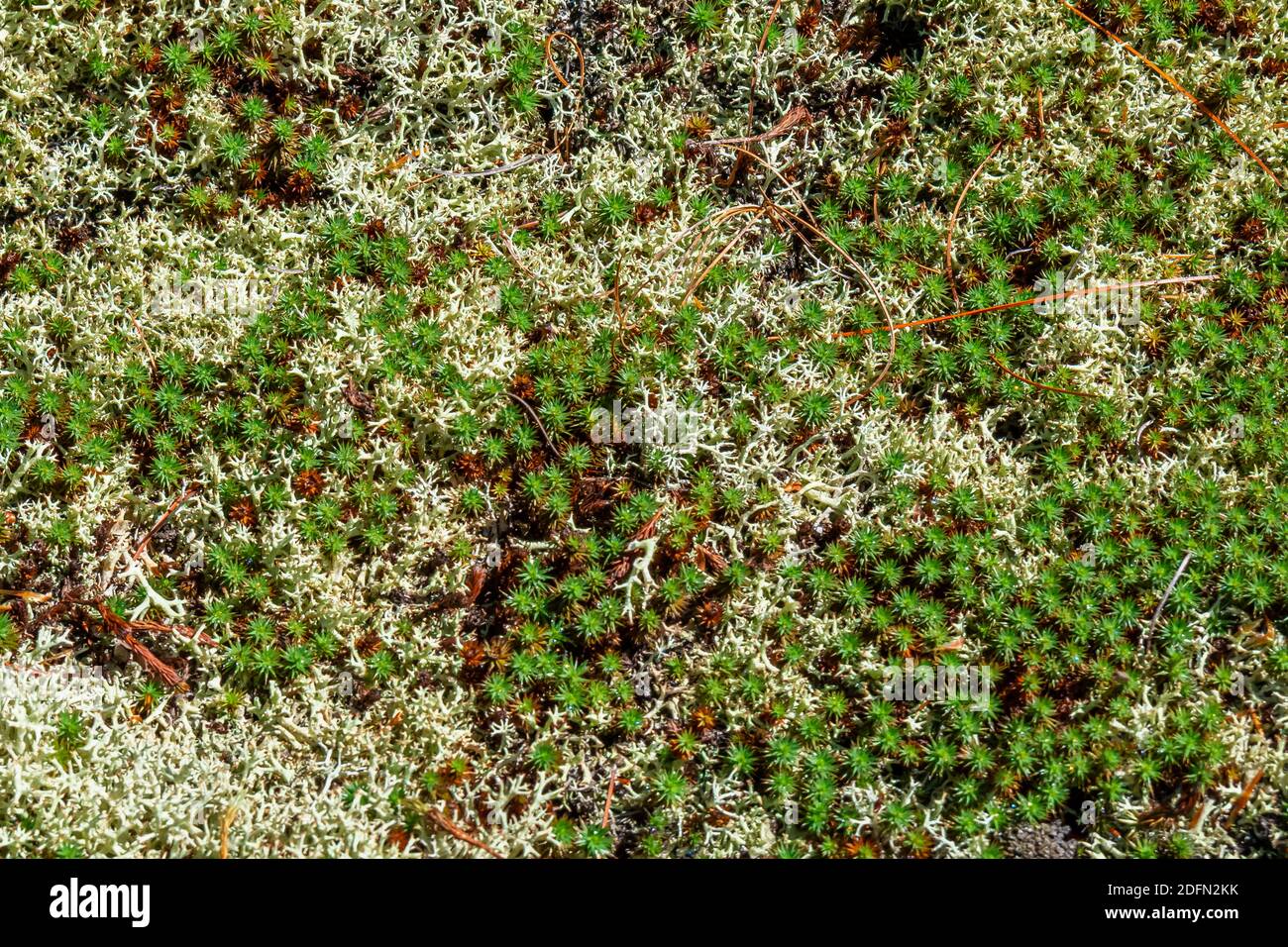 Hawk lake log chute hi-res stock photography and images - Alamy