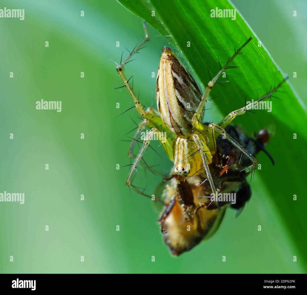 A spider is hunting food Stock Photo - Alamy